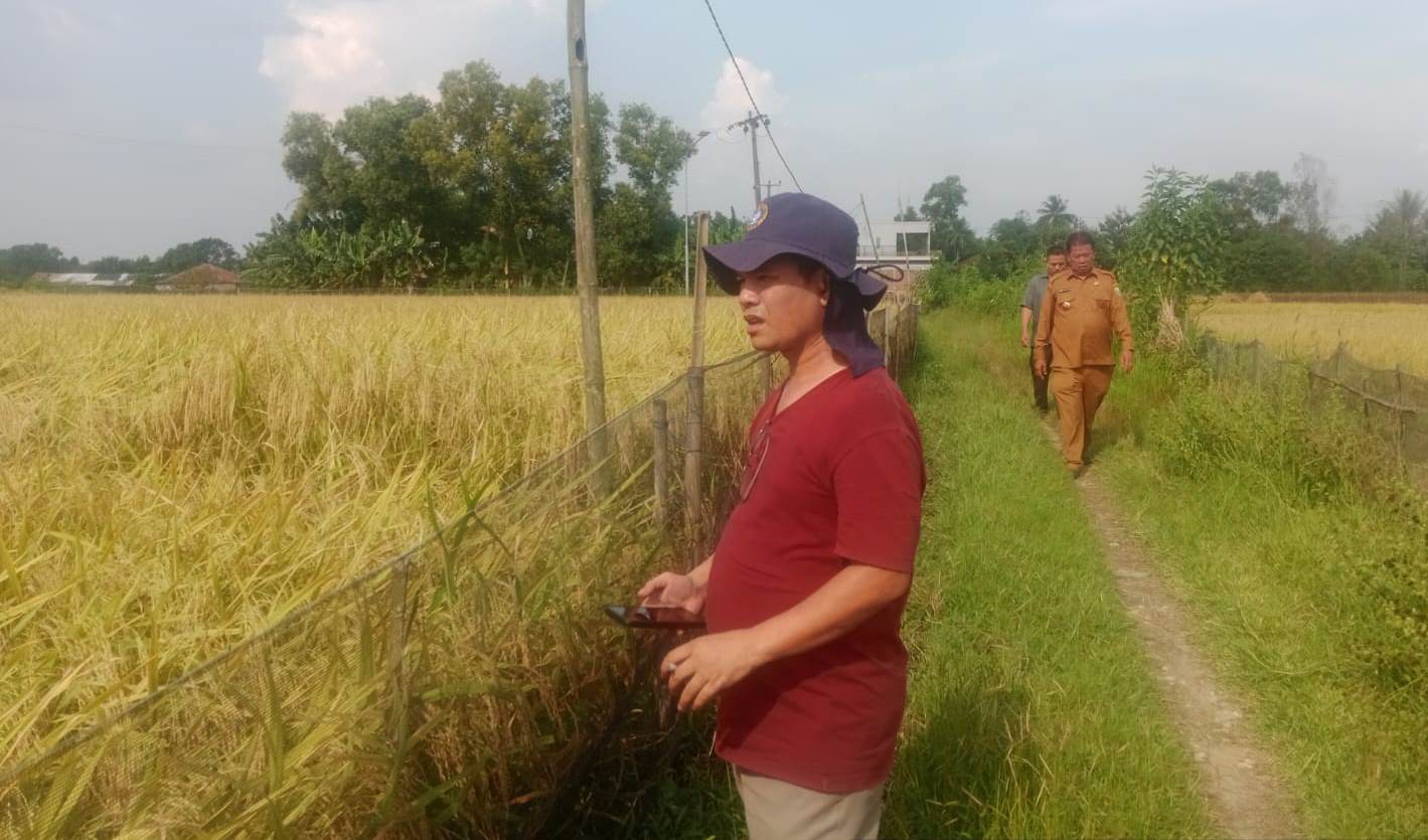 Padi Inpago-13, Varietas Unggulan di Bojongmangu - PERUMDA TIRTA ...